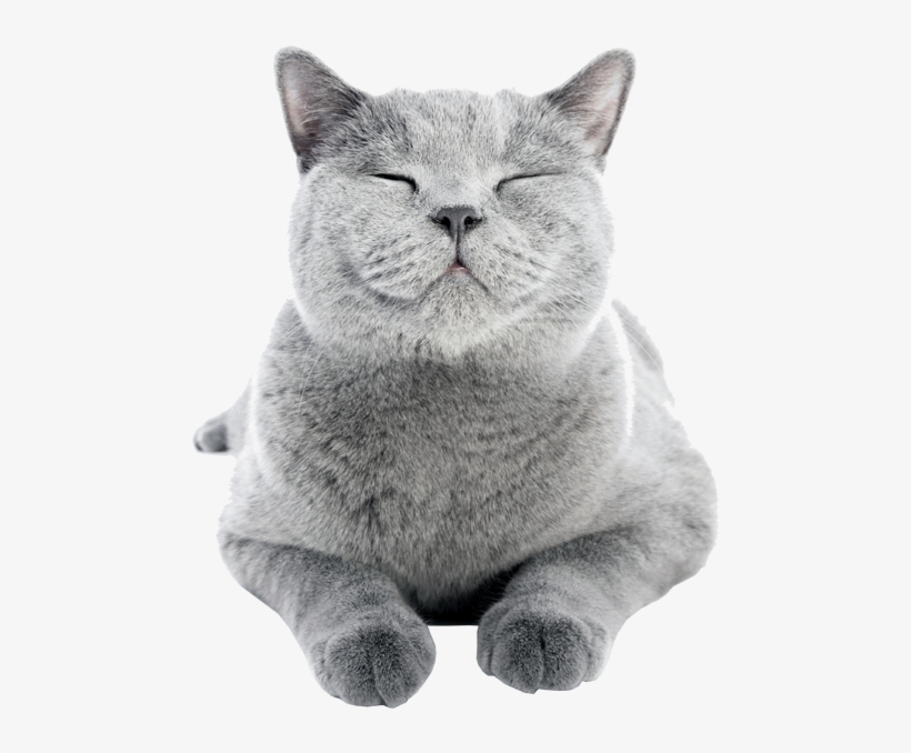 Cat Friendly Properties - Happy Cat - Free Transparent PNG Download ...