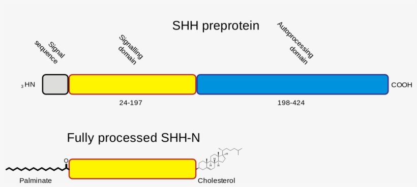Open - Protein - Free Transparent PNG Download - PNGkey