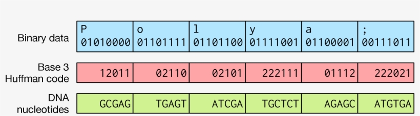Binary Code Background Png Download - Binary To Dna Code - Free ...