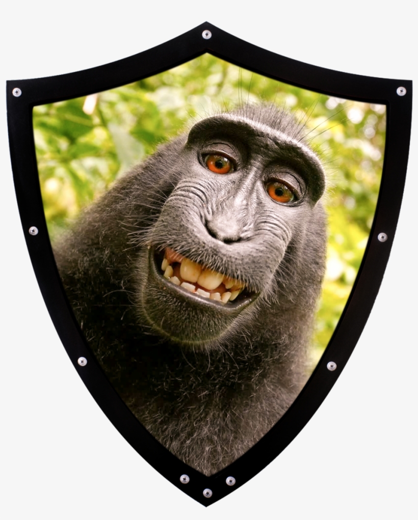 Funny Shields - David Slater Monkey - Free Transparent PNG Download ...
