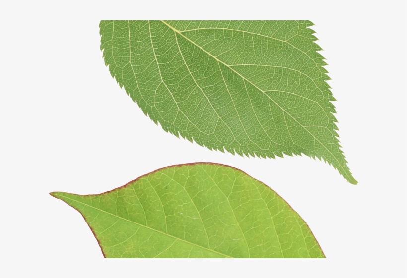 Single Green Leaves Clipart