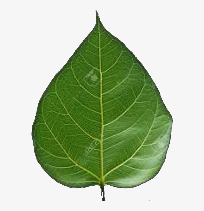 Resize - Buttonbush - Free Transparent PNG Download - PNGkey