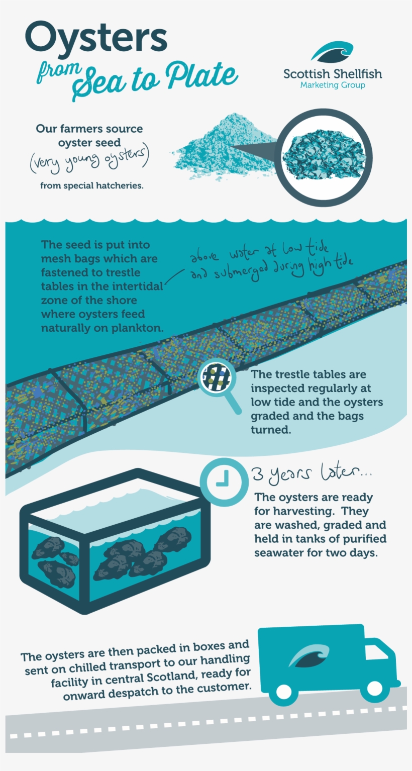 Scottish Shellfish - Brochure - Free Transparent PNG Download - PNGkey