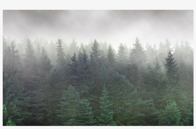 Forest Trees Overlay Background - Spruce-fir Forest - Free Transparent ...