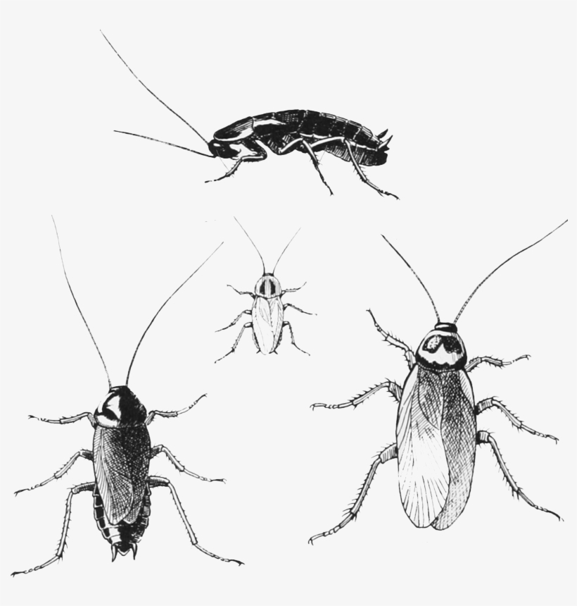 Cockroaches - Metamorphosis In Plain And Simple English (a Modern ...