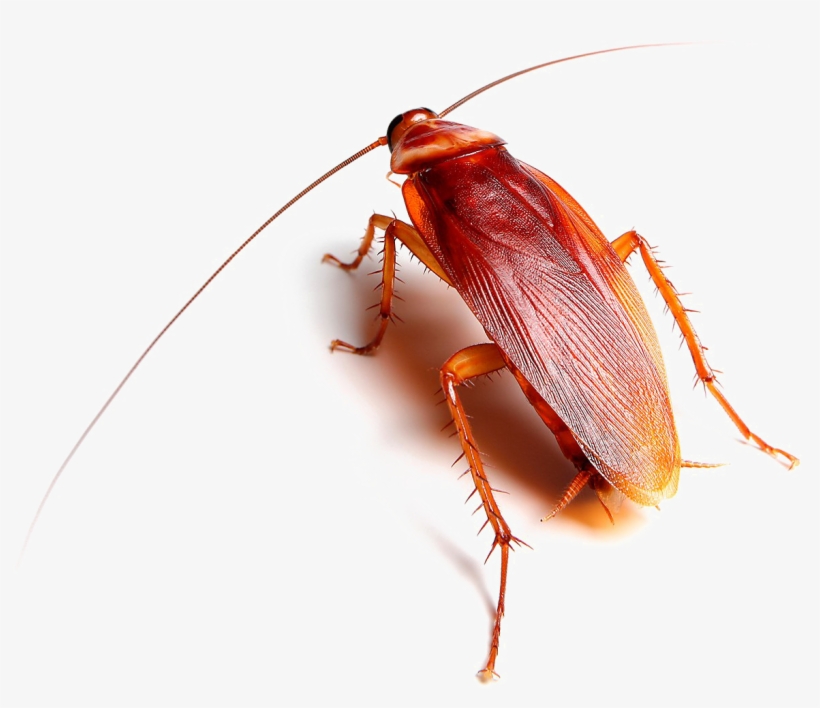 Roach Transparent Images - Roach Png - Free Transparent PNG Download ...