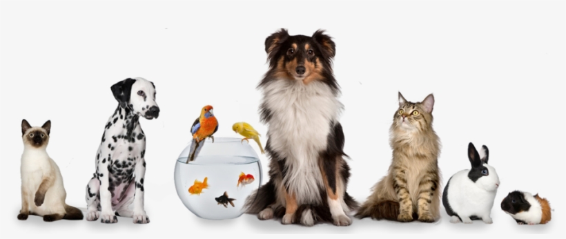 Pets - Home Animal - Free Transparent PNG Download - PNGkey