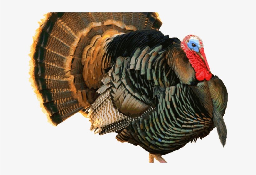 Turkey Clipart Wild Turkey - Turkey Gobbler - Free Transparent PNG ...