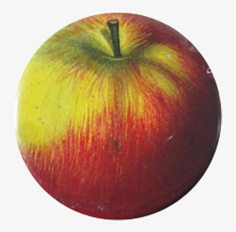 Mcintosh - Free Transparent PNG Download - PNGkey