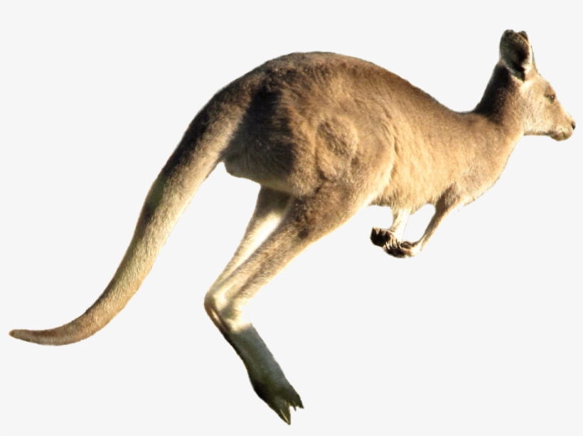 Kangaroo Jumping Png Image - Kangaroo Jumping White Background - Free ...