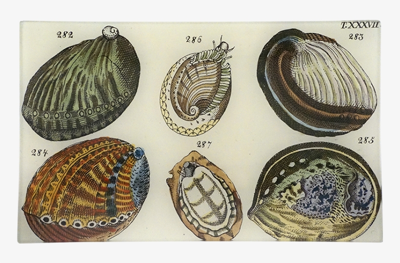 Painted Turtle - Free Transparent PNG Download - PNGkey