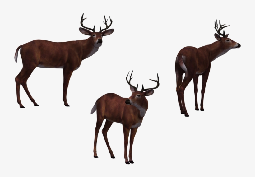 Deer Buck 03 By Free Stock - Deer - Free Transparent PNG Download - PNGkey