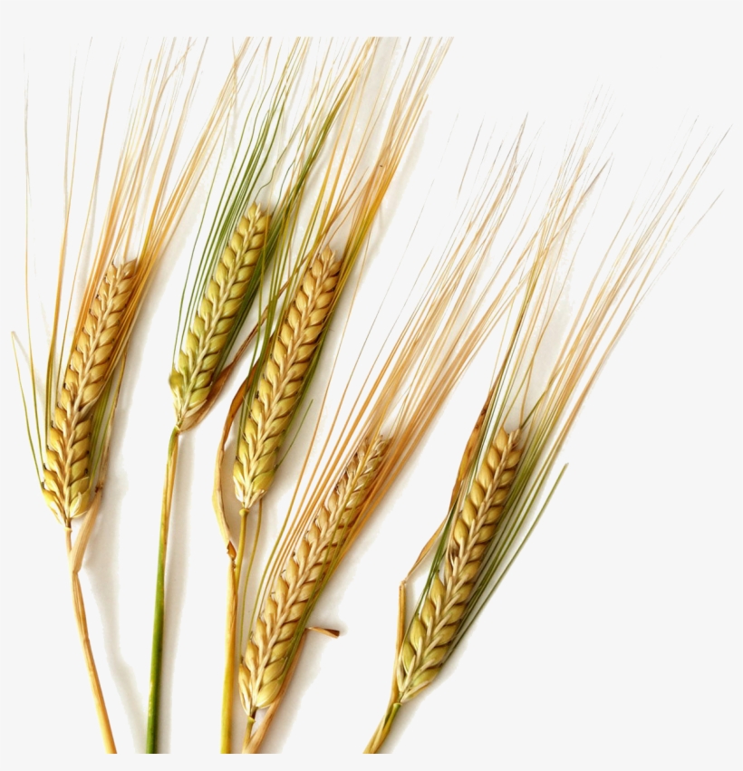 Durum Common Cereal Ear Rice Transprent Png - Kinds Of Cereals Wheat ...