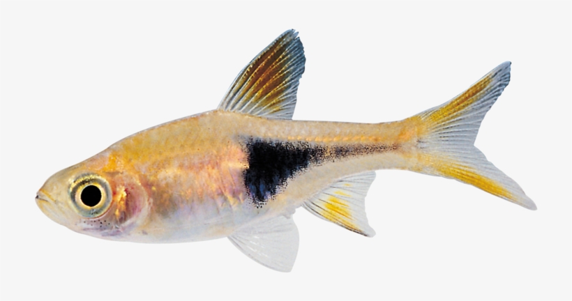 Real Fish Png Hd - Small Fish Transparent Background - Free Transparent ...