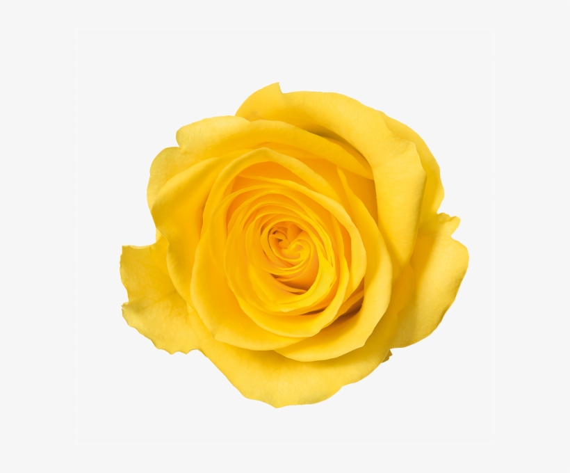 Yellow Rose Png - Flower With No Background - Free Transparent PNG ...