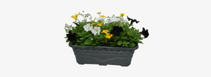 Flower Box - Free Transparent PNG Download - PNGkey