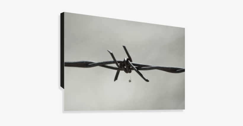 Spider On Barbed Wire In Black And White Canvas Print - Barbed Wire ...