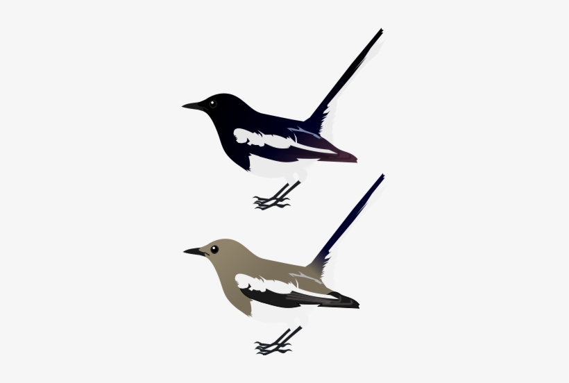 Oriental Magpie Robin - Oriental Magpie Robin Logo - Free Transparent ...