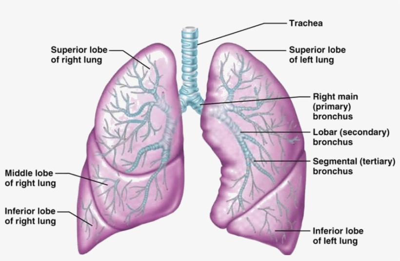 Image Showing Human Lungs - Spongy Part Of The Lungs - Free Transparent ...
