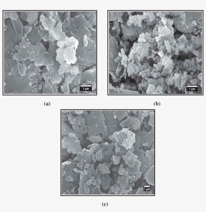 Surface Morphology - Aged Rat Skin Ultrastructure - Free Transparent ...