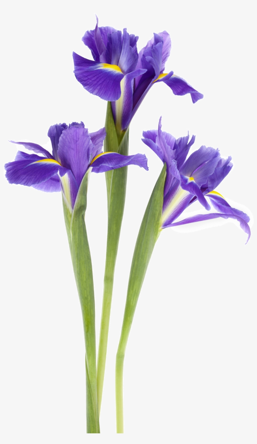 Iris-transparent - Iris Transparent - Free Transparent PNG Download ...
