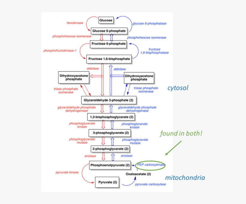 Orgo Pathways - Diagram - Free Transparent PNG Download - PNGkey