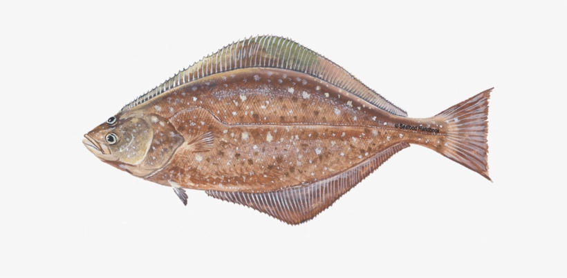 Halibut Png Clipart - Sole - Free Transparent PNG Download - PNGkey
