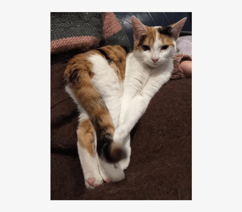 Squitten - Free Transparent PNG Download - PNGkey