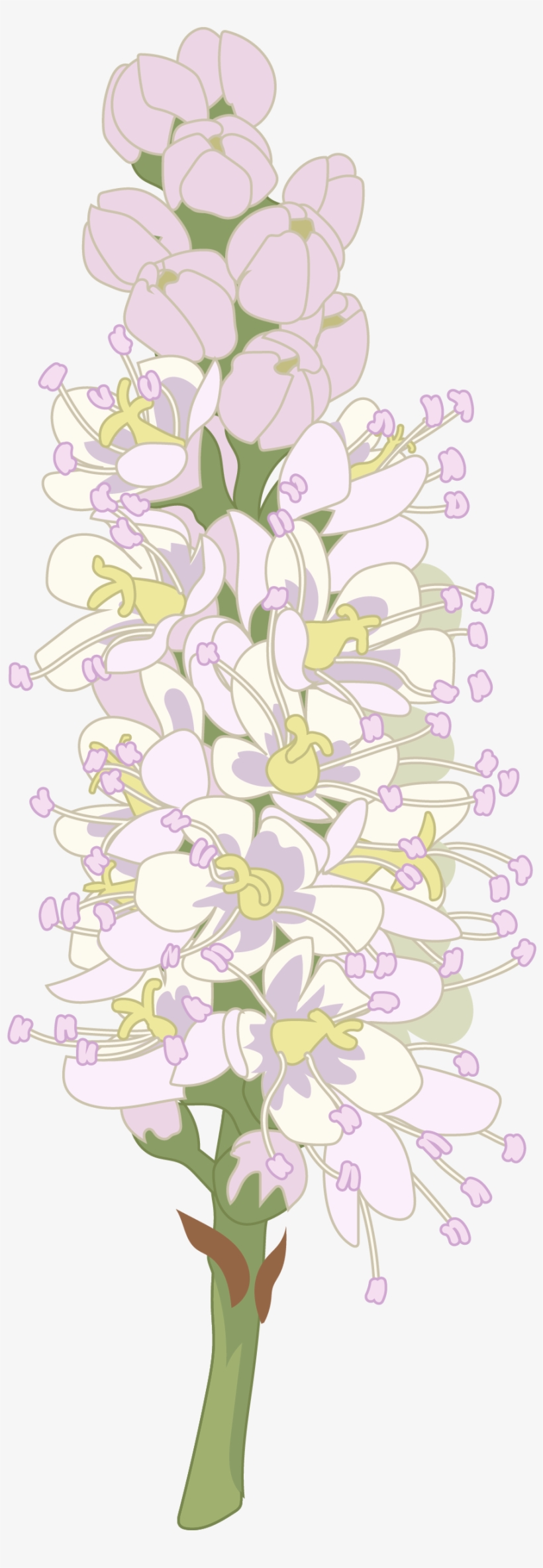 Tarajal - Orchid - Free Transparent PNG Download - PNGkey