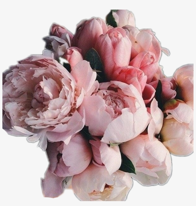 Peonies Sticker - Piones Flowers - Free Transparent PNG Download - PNGkey