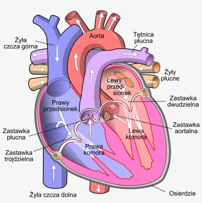 Diagram Of The Human Heart Pl - Heart Diagram - Free Transparent PNG ...