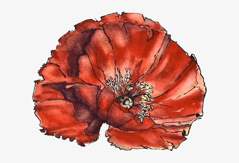 The Poppy - Poppy - Free Transparent PNG Download - PNGkey