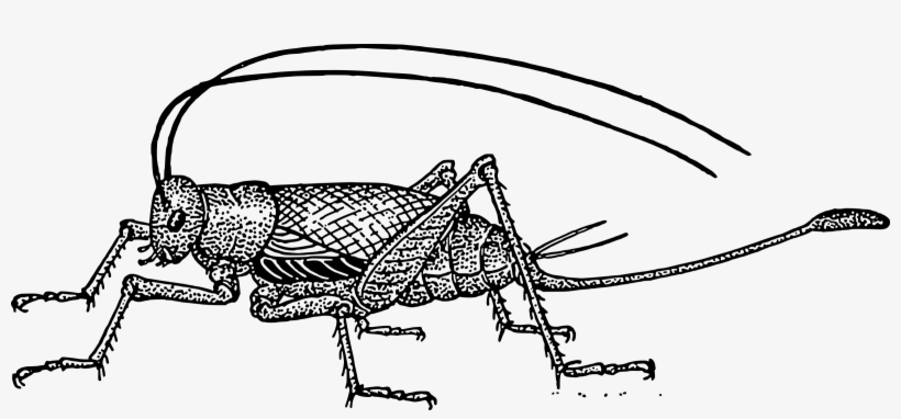 Cricket Insect Clip Art Black And White