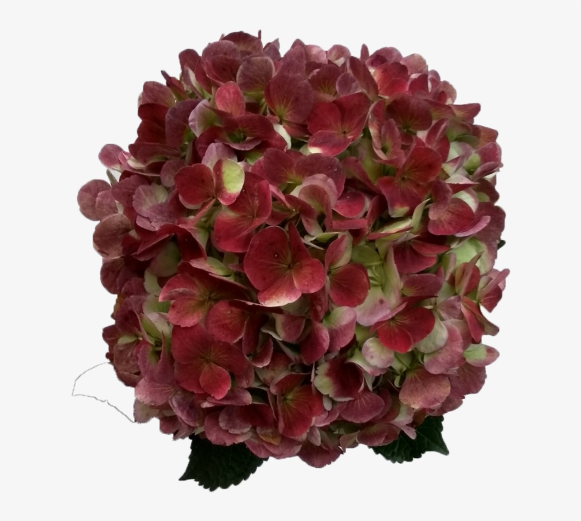 Hydrangea Red Antique - Artificial Flower - Free Transparent PNG ...