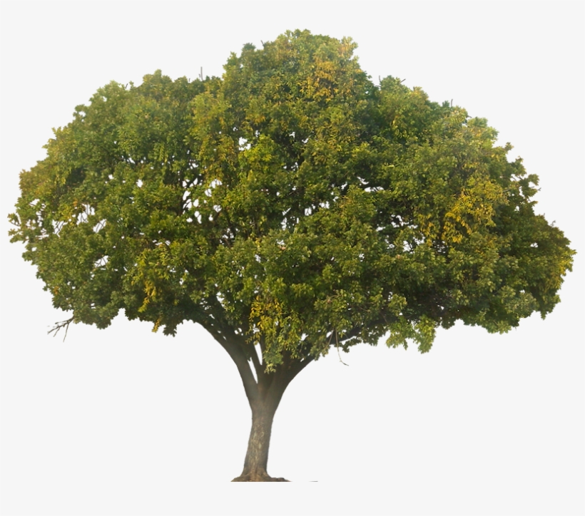 Saturday, August 15, - Cedro De La Selva Peruana - Free Transparent PNG ...