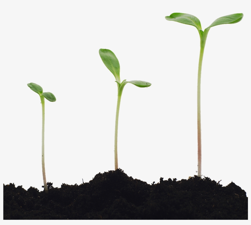 Getty Images - Free Transparent PNG Download - PNGkey