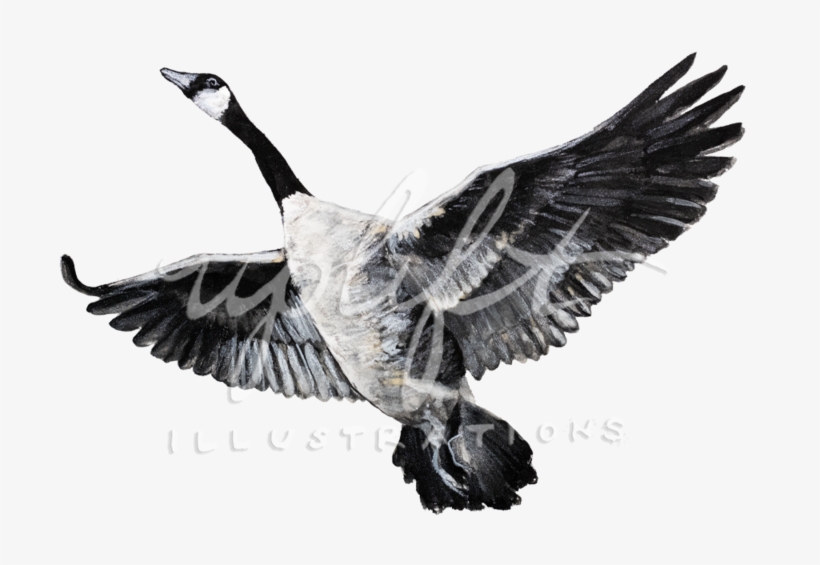 Goose - Canada Goose - Free Transparent PNG Download - PNGkey