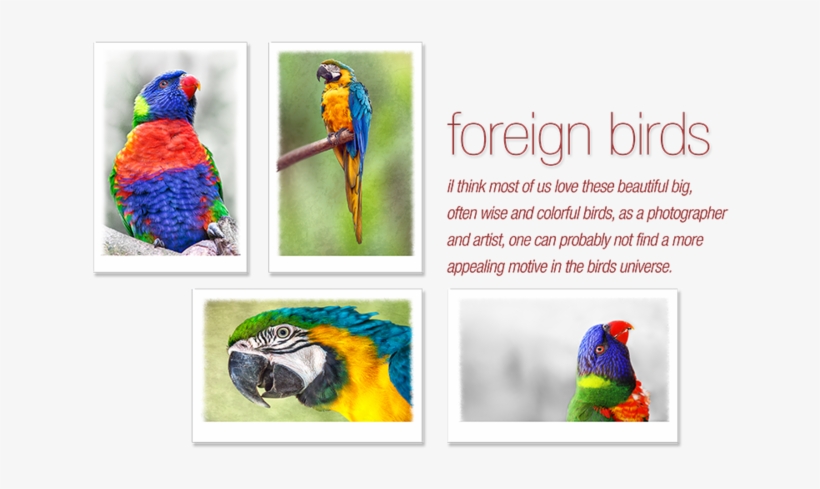 Foreign Birds - Free Transparent PNG Download - PNGkey