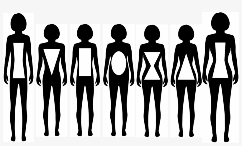 Body Types-02 - Free Transparent PNG Download - PNGkey