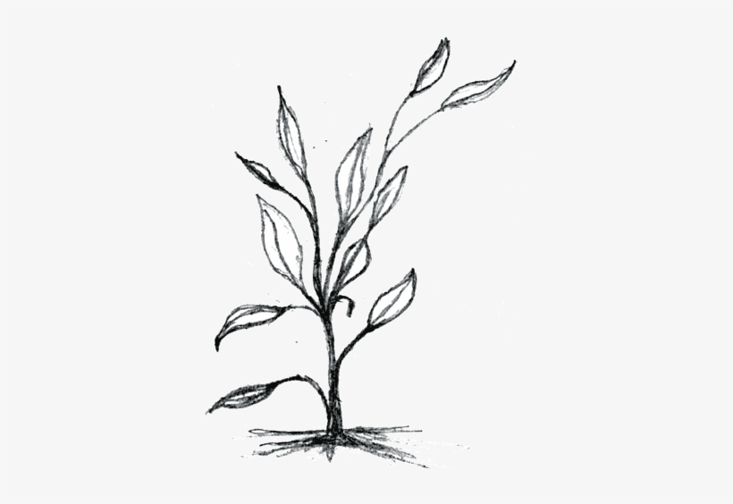 Stalk - Drawing Of Small Plants - Free Transparent PNG Download - PNGkey