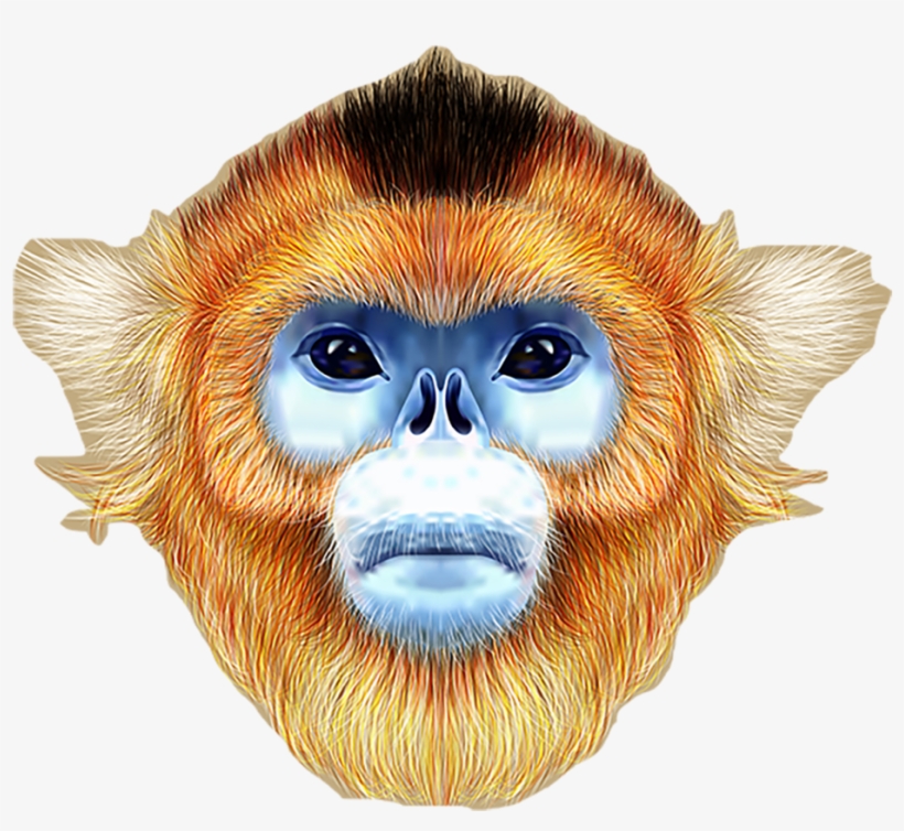 Monkeyface Copy - Golden Snub Nosed Monkeyface - Free Transparent PNG ...