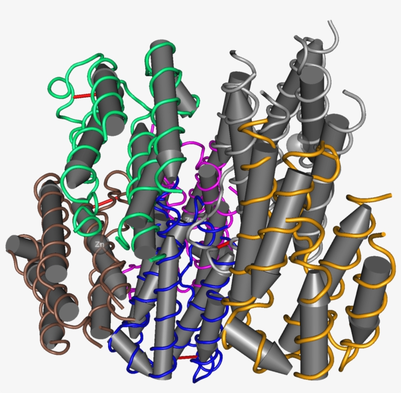 Interferon Alpha 2b - Free Transparent PNG Download - PNGkey