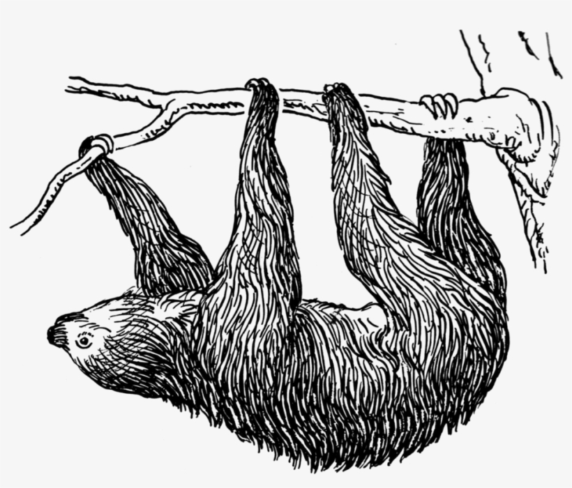 Sloth - Sloth Drawing - Free Transparent PNG Download - PNGkey