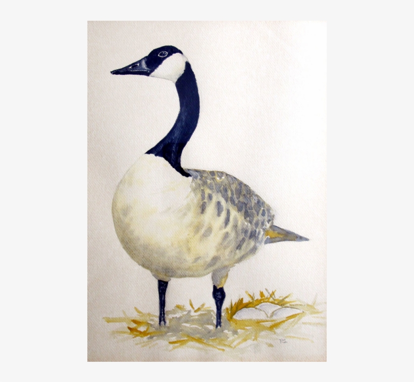 What A Canada Goose Taught Me - Snow Goose - Free Transparent PNG ...