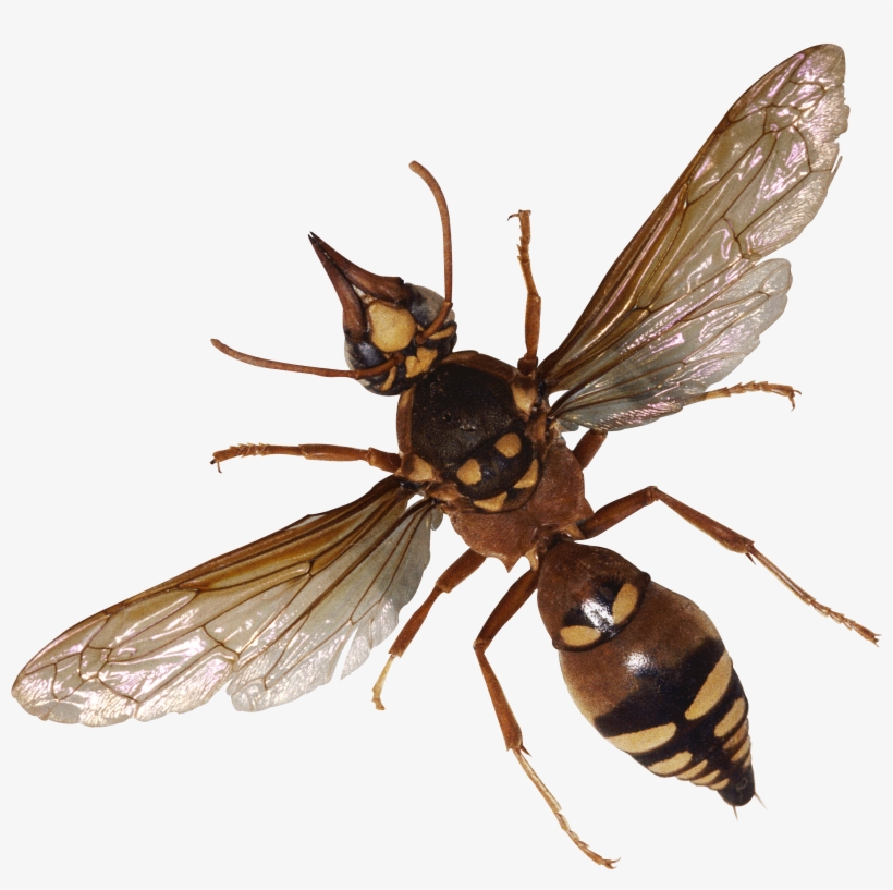 Bug Png Image - Bugs Png - Free Transparent PNG Download - PNGkey