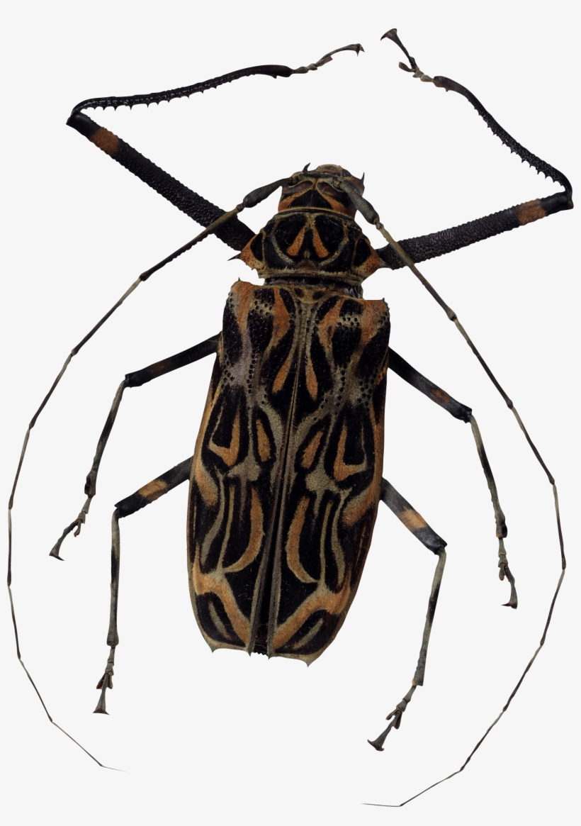 Bugs Png - Free Transparent PNG Download - PNGkey