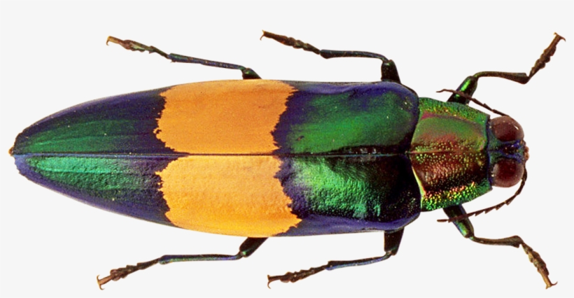 Colorful Insects Note Cards - Free Transparent PNG Download - PNGkey