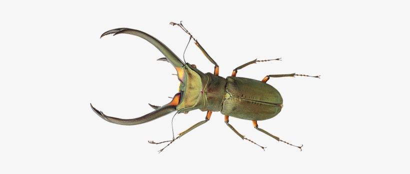 Bug Png Transparent Image - Bug Png - Free Transparent PNG Download ...