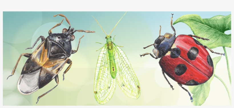 When You Find Insects In Your Garden, Your First Instinct - Lavia ...