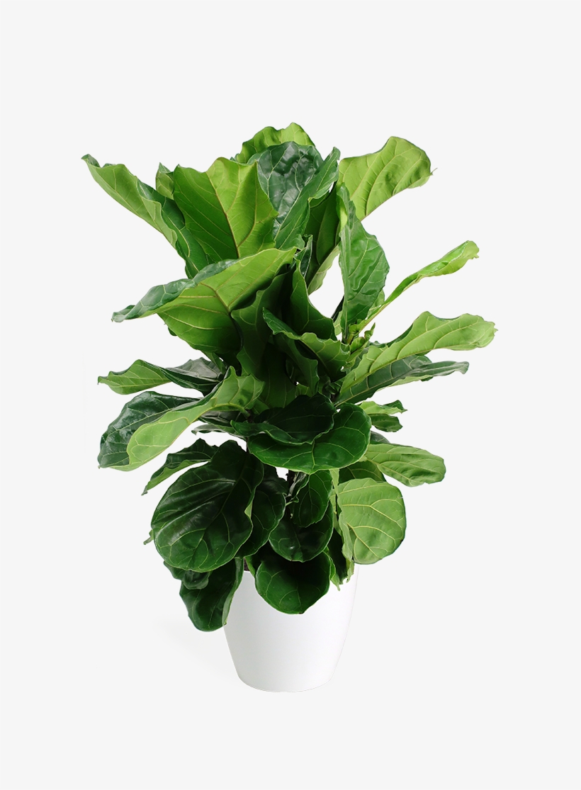 Ficus Lyrata Small Bush - Ficus Lyrata Bush - Free Transparent PNG ...